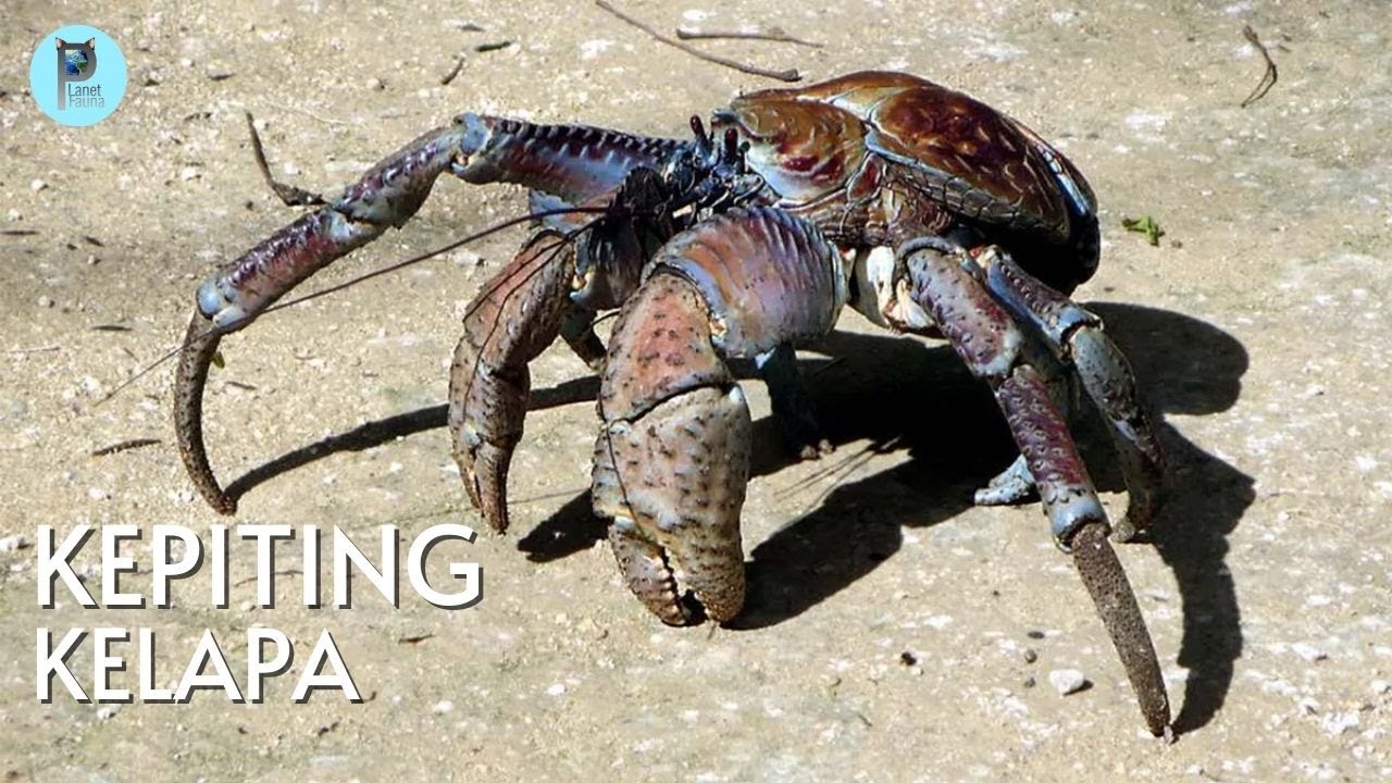 Kepiting Darat TEBESAR Di Dunia - YouTube