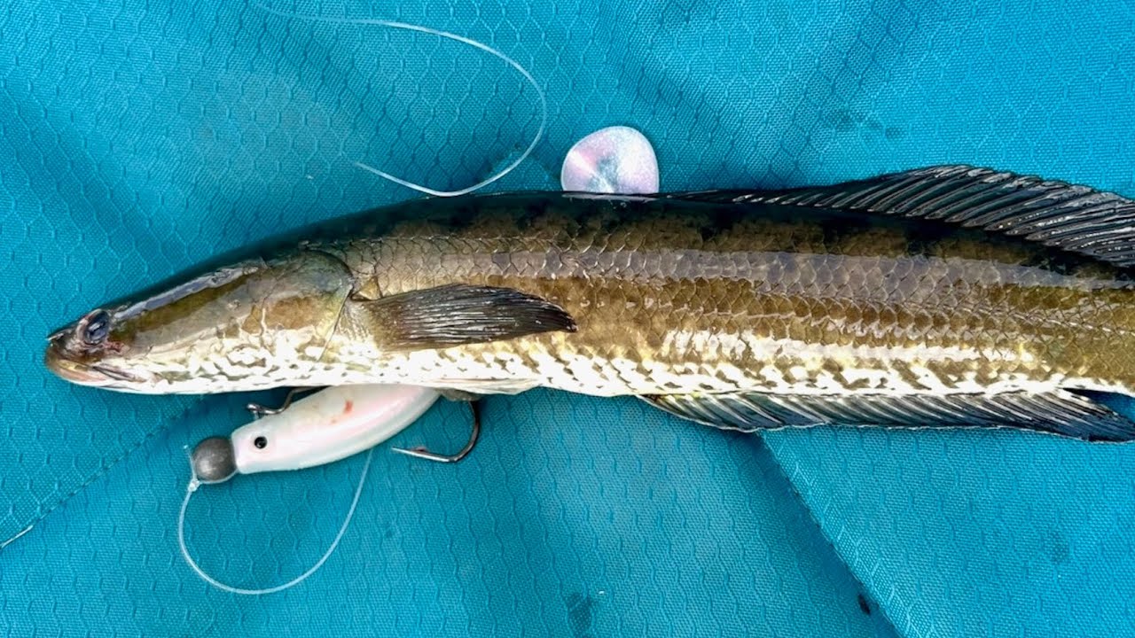 Bensbach River Barramundi vs. Snakehead! - YouTube