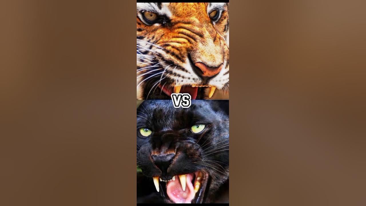 Tiger vs Jaguar, cheetah - YouTube