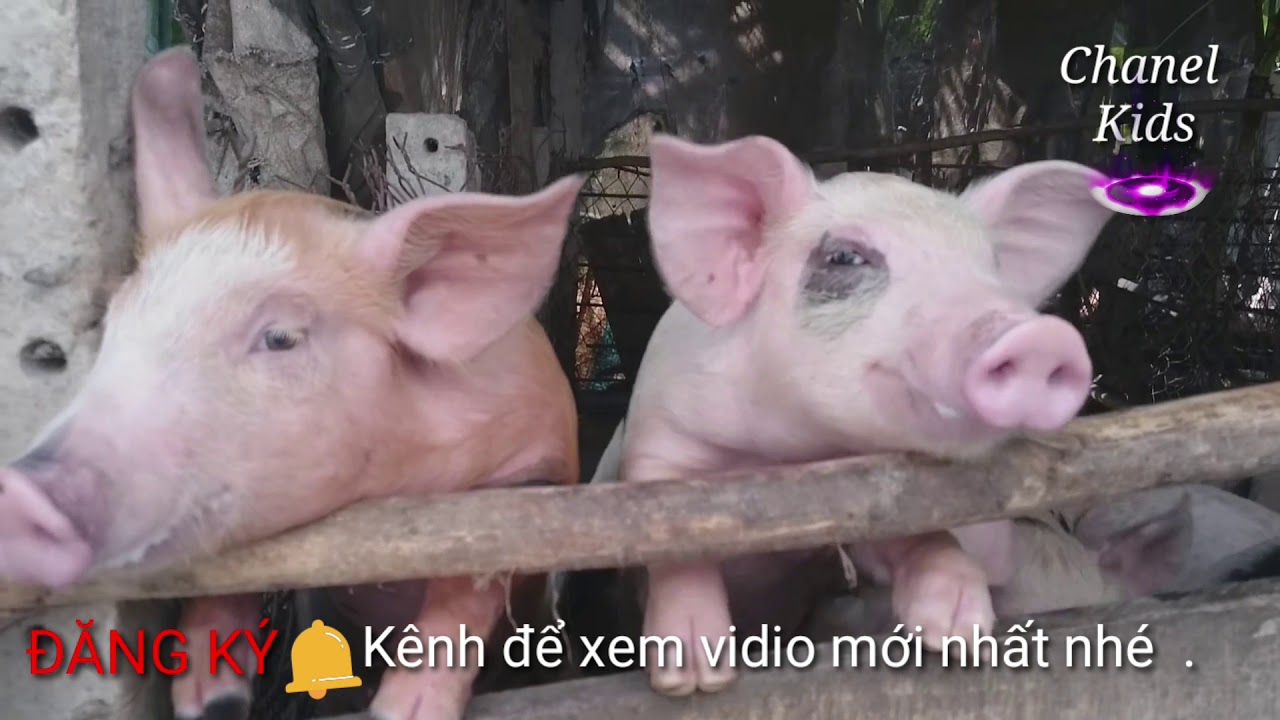 Con Heo Đất- Remix-hình ảnh chú heo dễ thương- ♫ ♫ ♫ Nhạc Thiếu Nhi vui ...