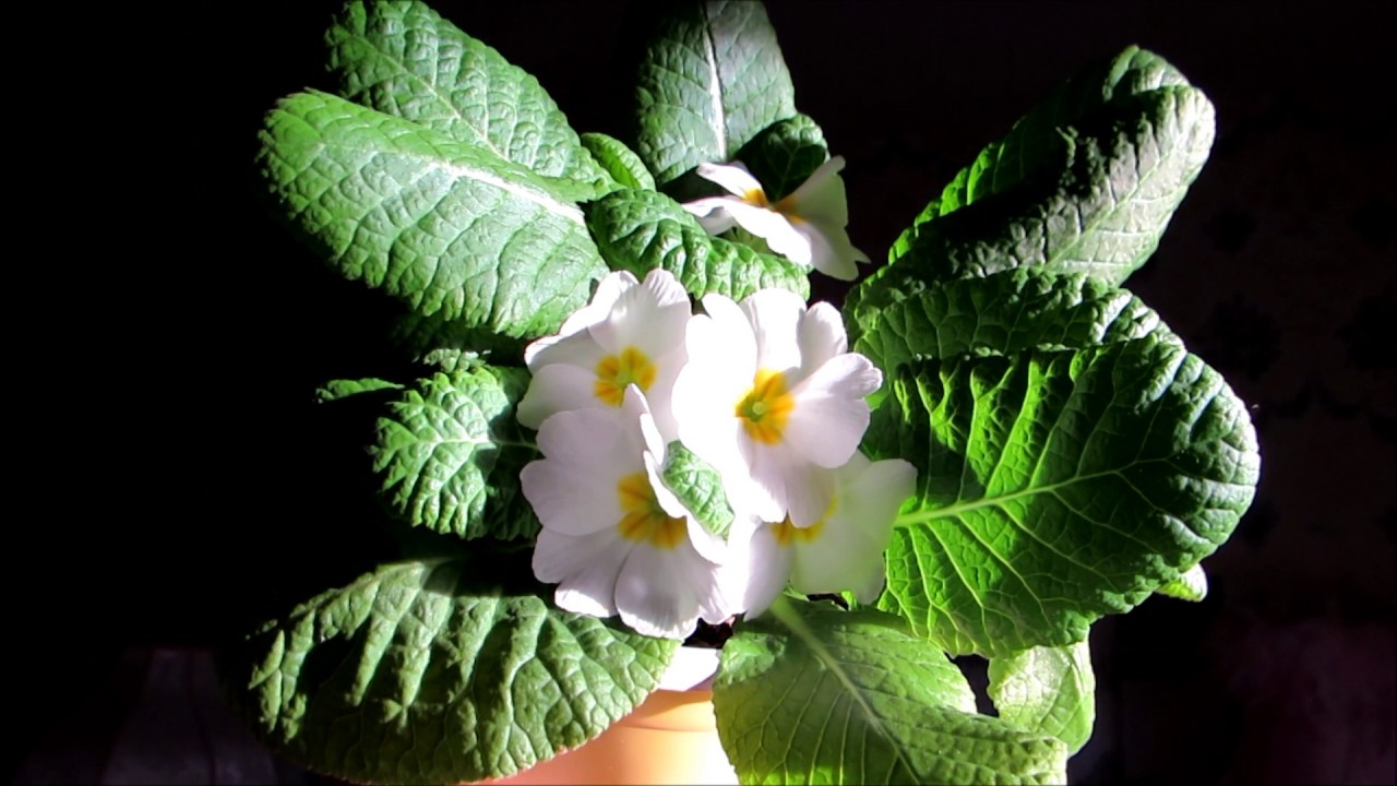 🌹Update on my beautiful white Primrose flower houseplant in the golden ...