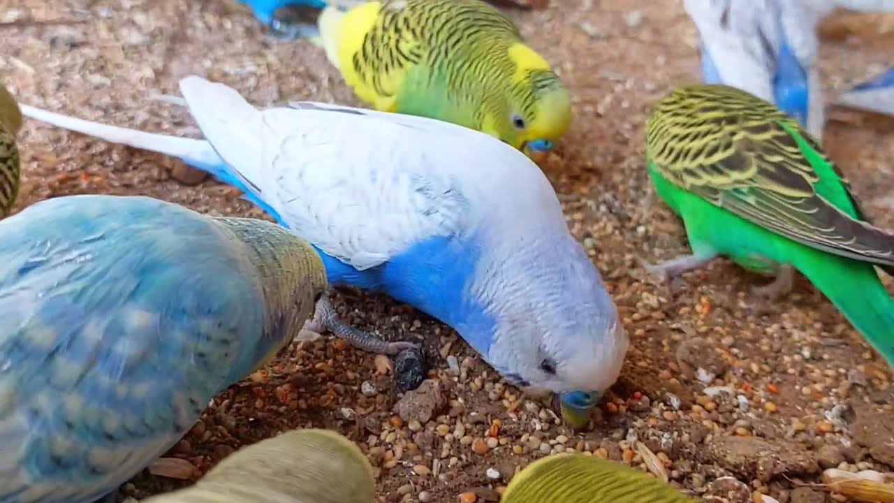 Beautiful budgies in forest environment aviary - YouTube