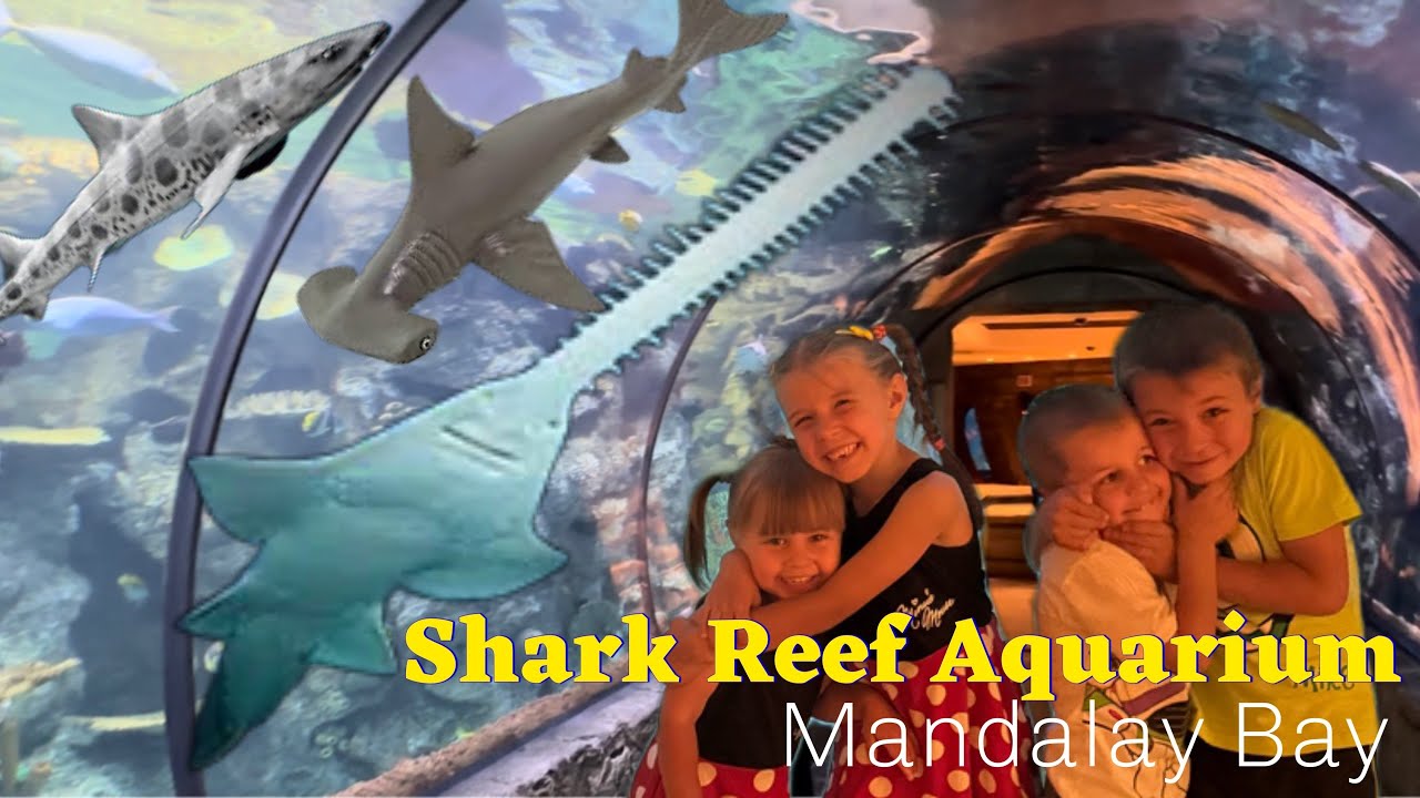 Shark Reef Aquarium at Mandalay Bay Las Vegas. Full Tour and Review ...