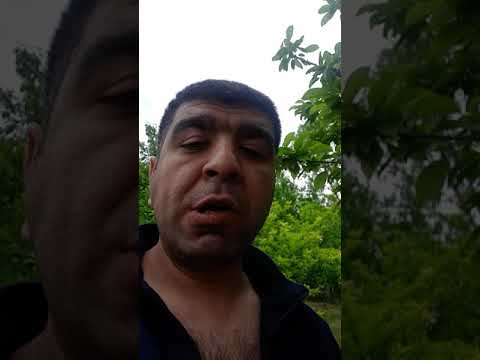 Alcani bele yeyirler