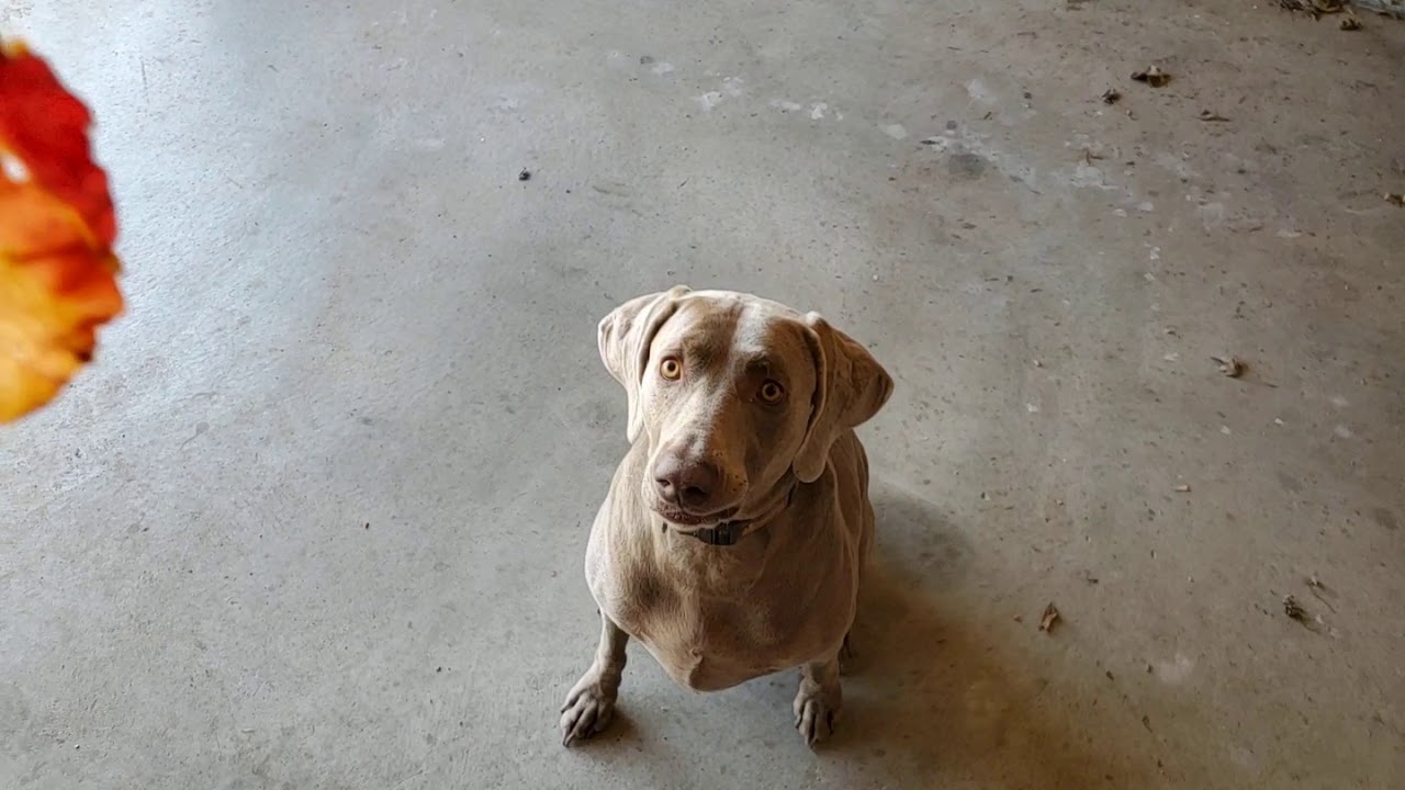 Weimaraner Precision Attack - YouTube