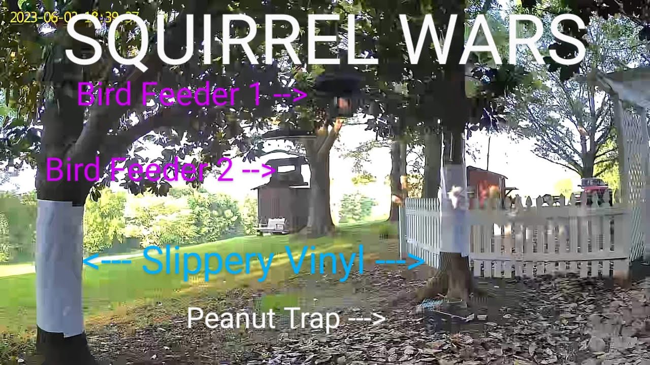 Squirrel Wars - Episode 1 - The Game Begins - YouTube