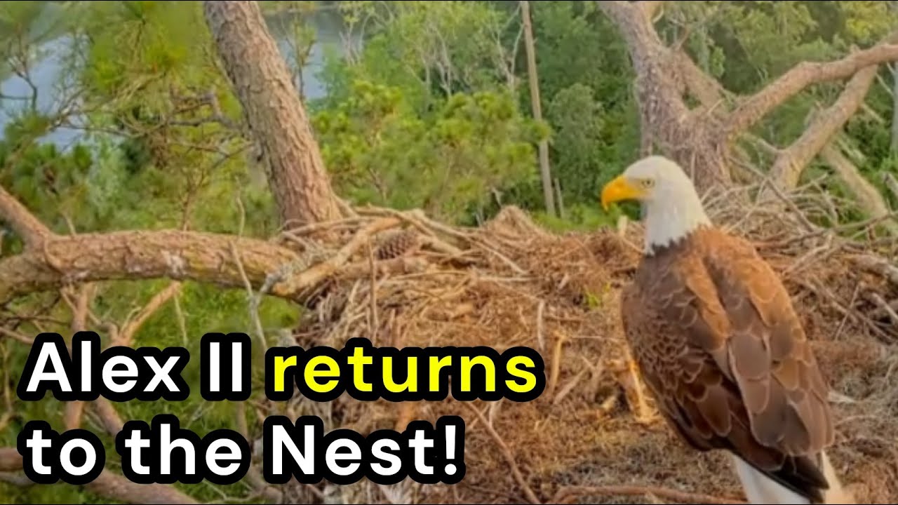 Alex II returns to the Nest! 5/16/25 - KNF - YouTube