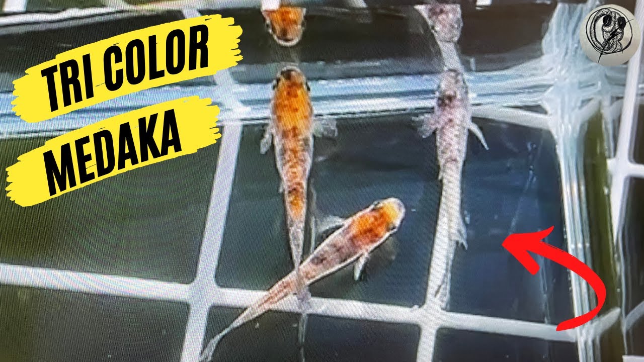 【MEDAKA】Tri Color Pair?! 三色 ペアーを探せ！の巻【メダカ】【RiceFish】【MedakaMetal】 - YouTube