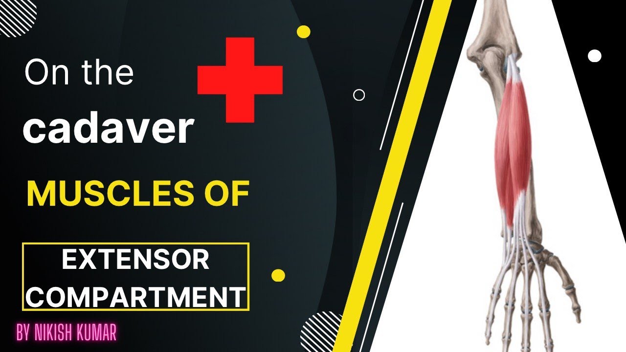 EXTENSOR COMPARTMENT MUSCLES OF FOREARM ON THE CADAVER - YouTube