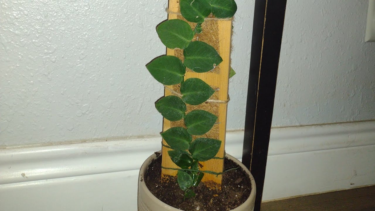 New plank for my New Shingle Plant aka Rhaphdophora Hayi! - YouTube