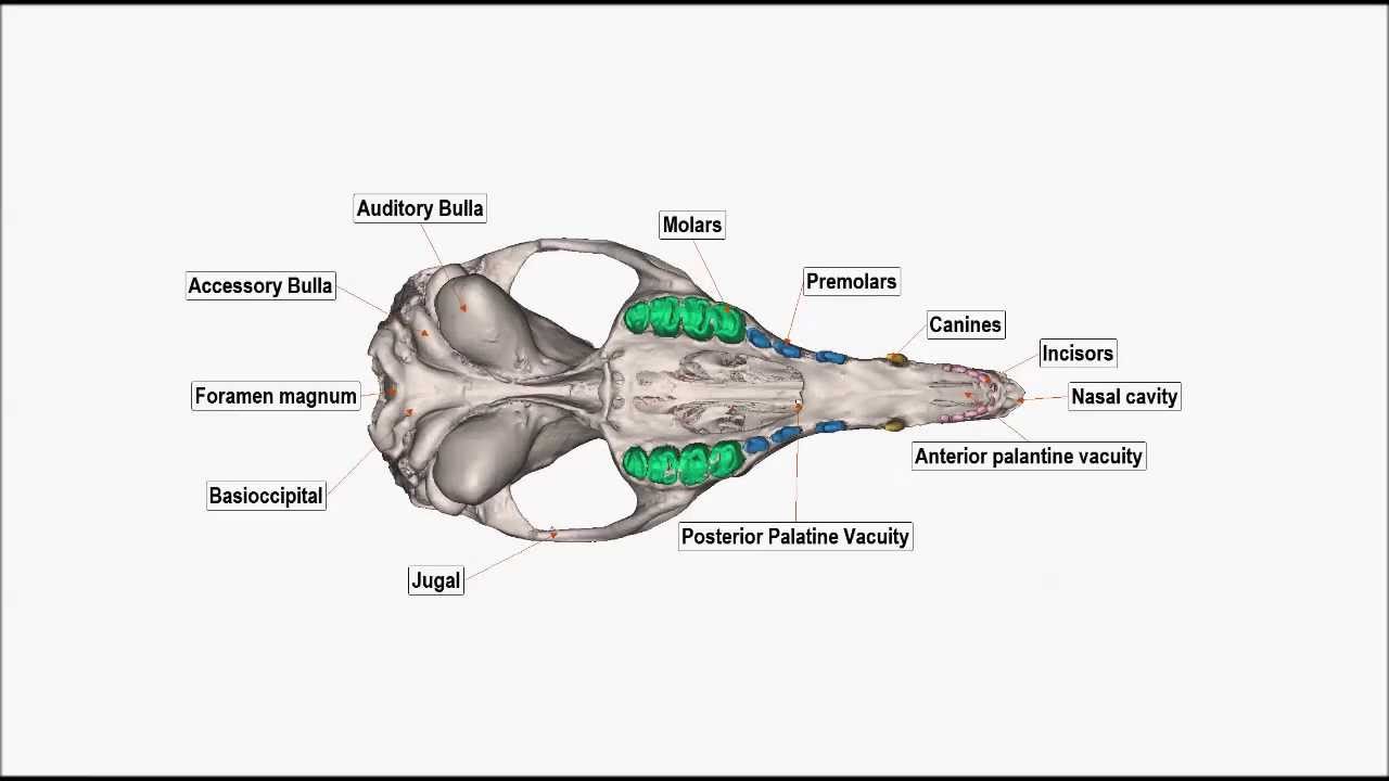 Greater Bilby cranial anatomy: bottom view - YouTube