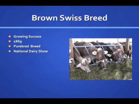 U.S. Dairy Breeds-Brown Swiss - YouTube