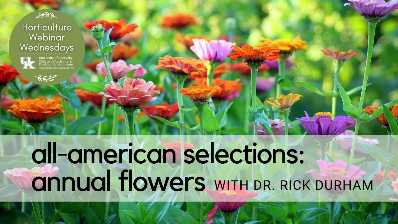 All American Selections: Annuals - YouTube