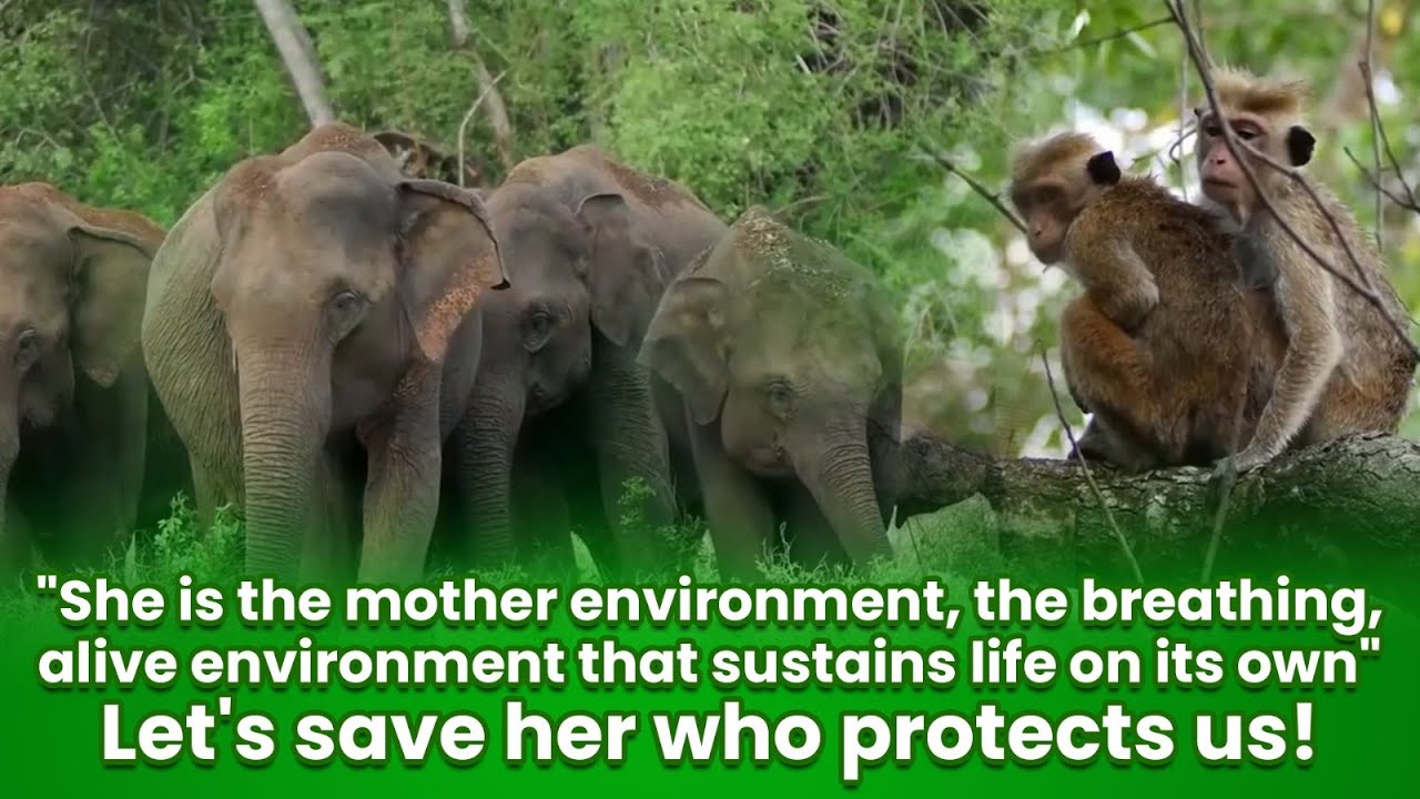 "She is the mother environment, the breathing, alive environment that ...