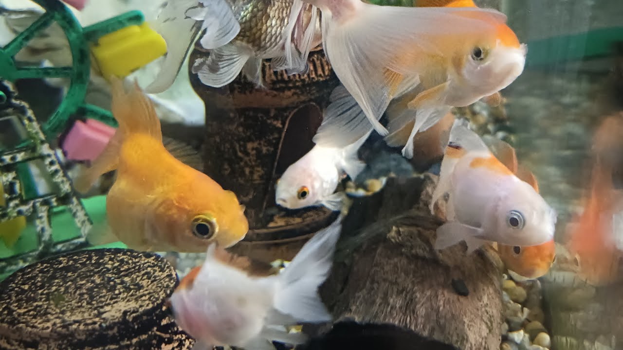 Rest Your Mind, Relaxing Fish +insomnia -stress relief, Goldfish,# ...