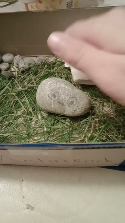 my pet rock :) - YouTube