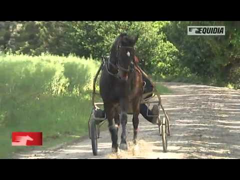Histoire d'un cheval : Quick d'Epinay - YouTube