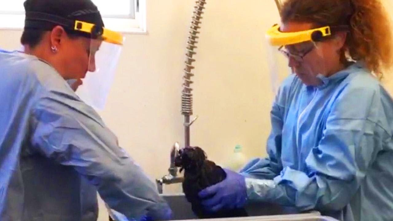 How Do You Clean Your Owl? - YouTube