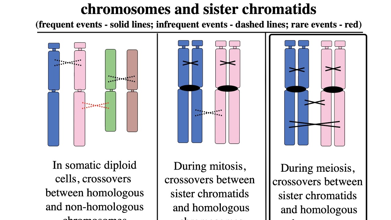 Genetic Recombination - YouTube
