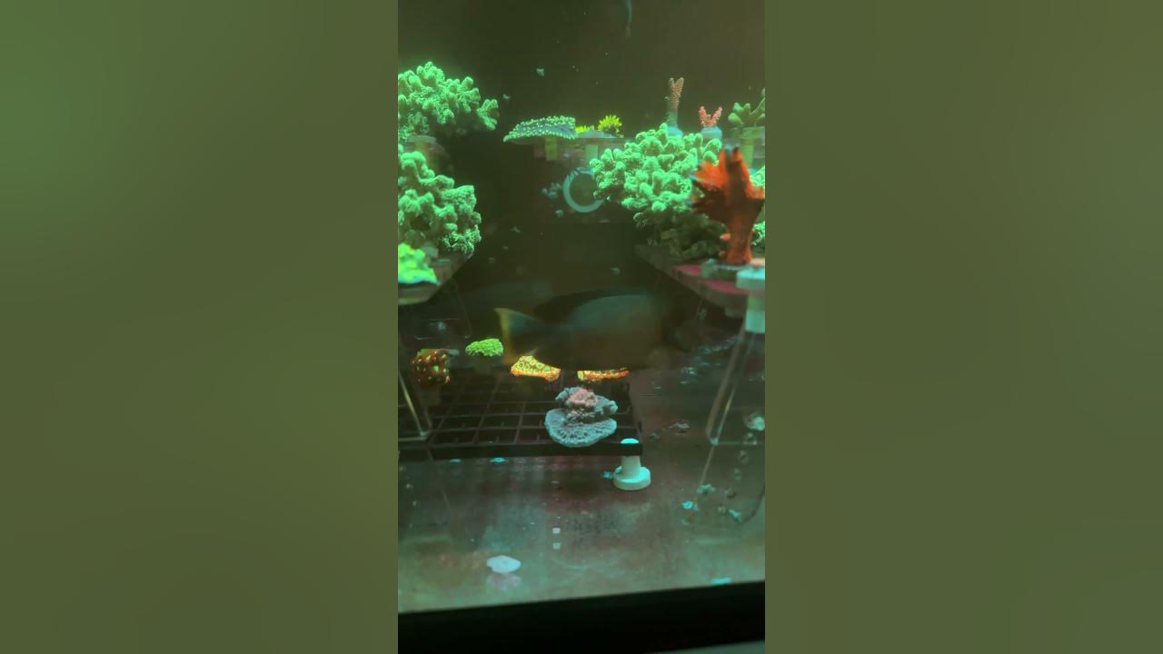 Added some much needed flow to the 40 breeders Jebao SCP-90 and SDW-16 💪🏽 - YouTube