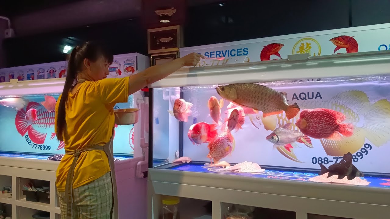 NC. World พระราม 2 - วันนี้น่าดีใจ พี่แดงเผือกกลับมากินได้ปกติแล้ว ส่วนหัวทองใหญ่และเพื่อนกินดี ...