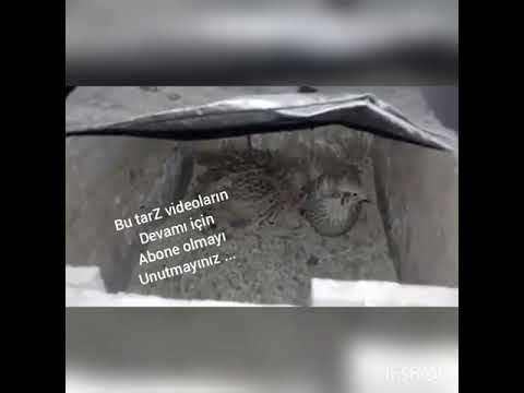 Anne Adayı Kuluçkaya Yatan İkinci Bıldırcınımız