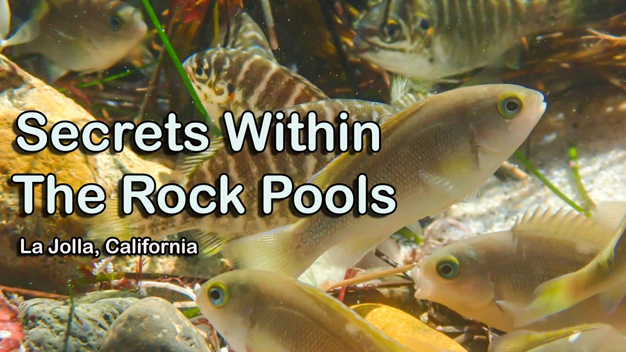 Colorful FISH & SLUGS in Tide Pools of California - YouTube