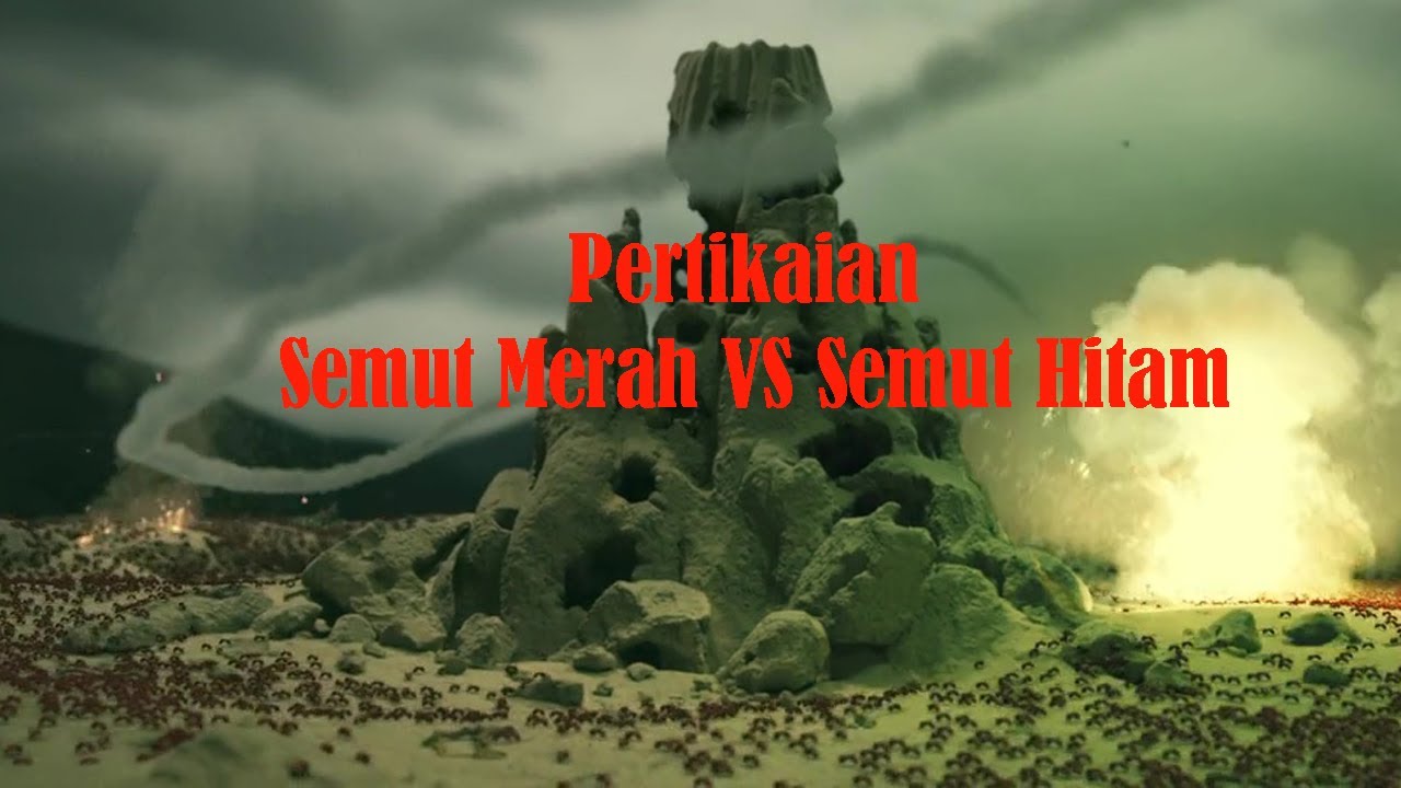 Rebutan Makanan Jadi Musuhan Film Semut Hitam Melawan Semut Merah - YouTube