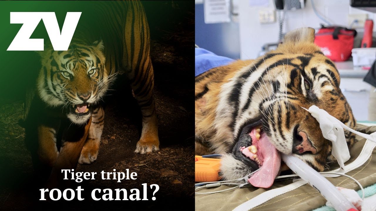 Triple root canal for Sumatran Tiger Hutan! - YouTube