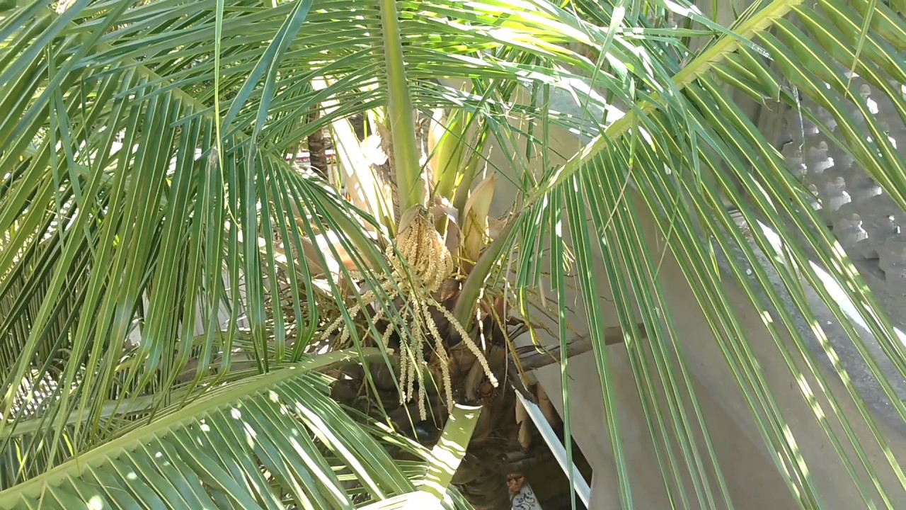 Coconut flower, nariyal Ka phool , nariyal tree - YouTube