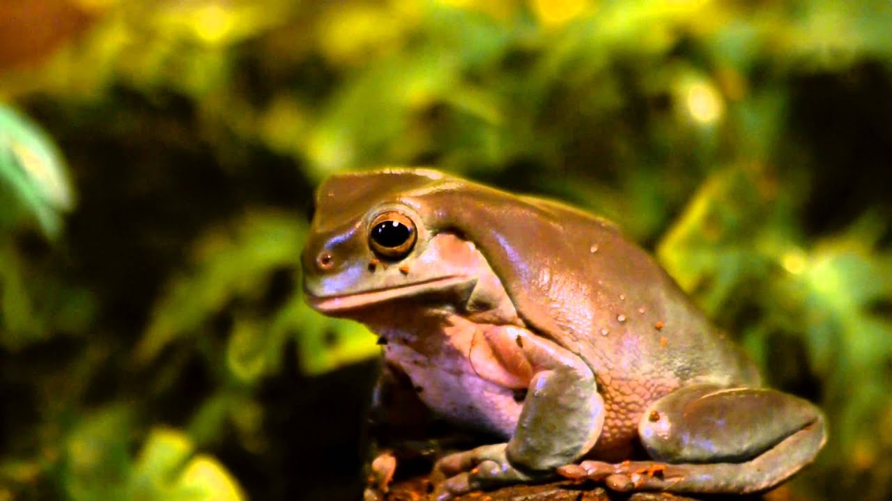 Tree Frog Jumping - YouTube