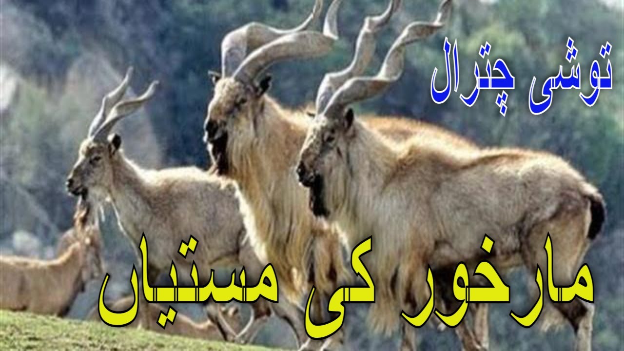 Female Markhor Video - New Tushi Chitral Feb 2023 - YouTube