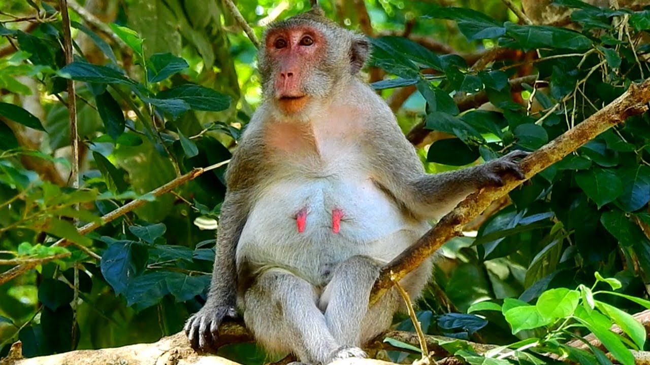 Good News.. Jane Monkey So Happy in Day Due Her Belly Situation Seem ...