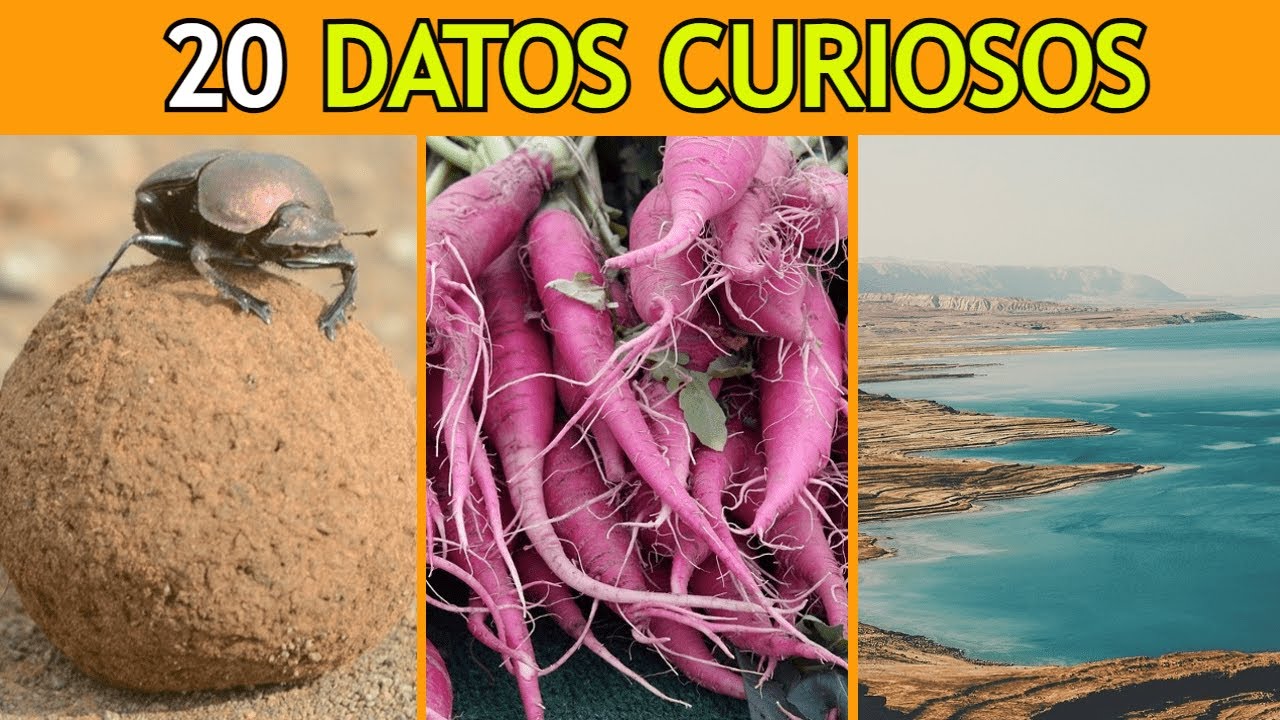 20 DATOS CURIOSOS Que Te Sorprenderán | #1 | Zarpado | - YouTube