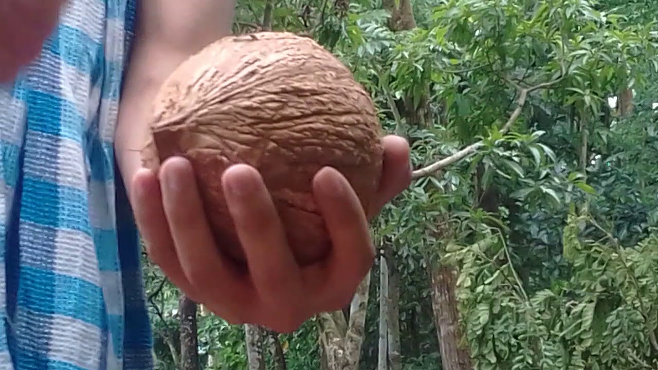 How to you break coconut. - YouTube