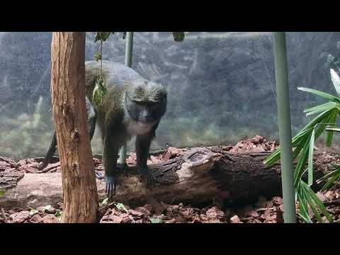 A video of Allen's swamp monkey in Lincoln Park Zoo