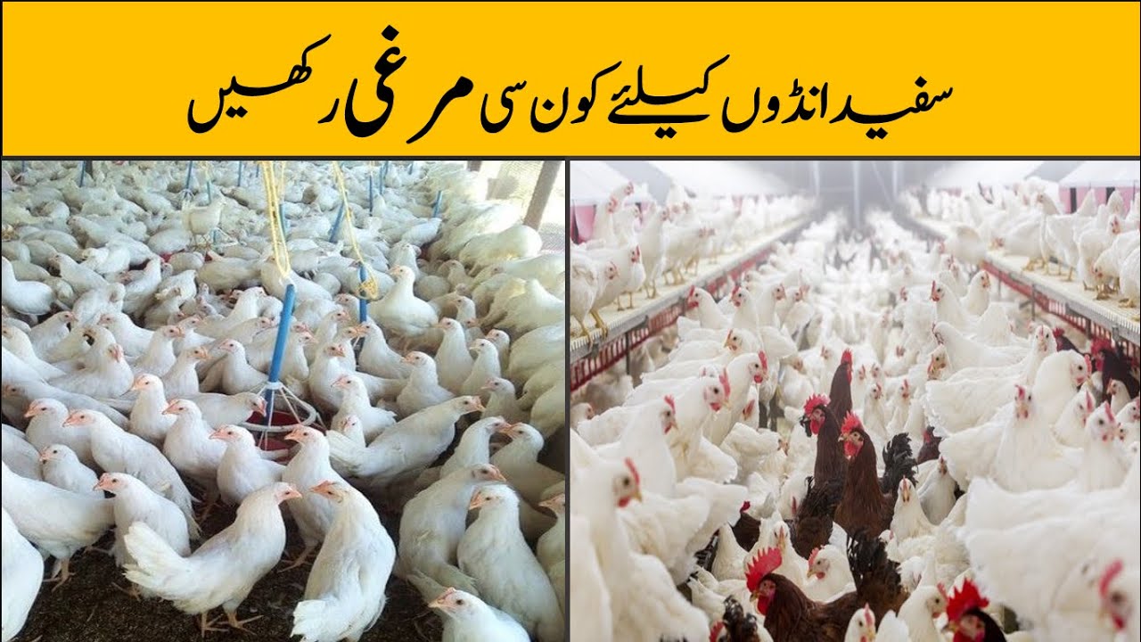 Egg Laying Hen Farming | Layer Farming | White Egg Hen - YouTube