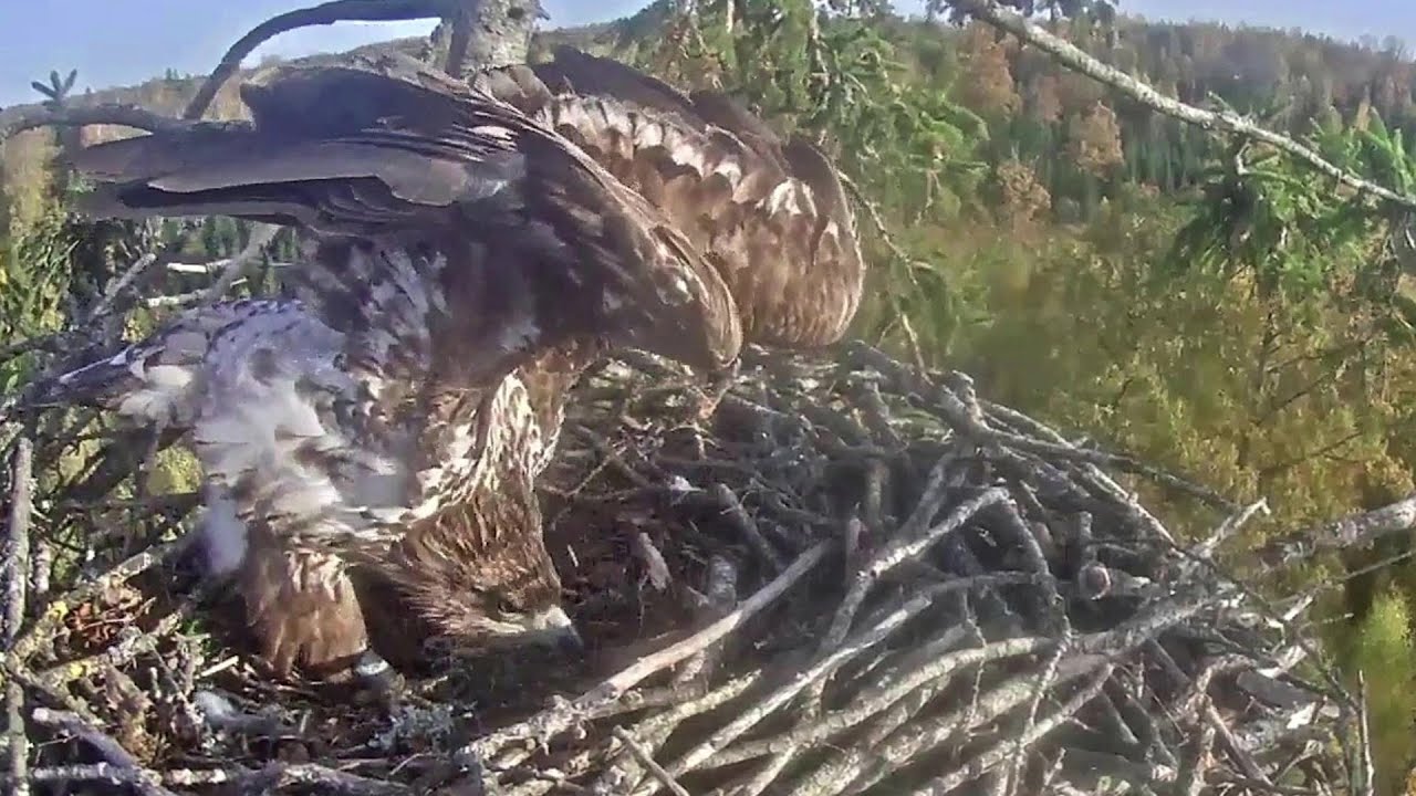 Jūras ērgļis~Eaglet stretched, pooped and left the nest~4:48 p.m. 2022 ...