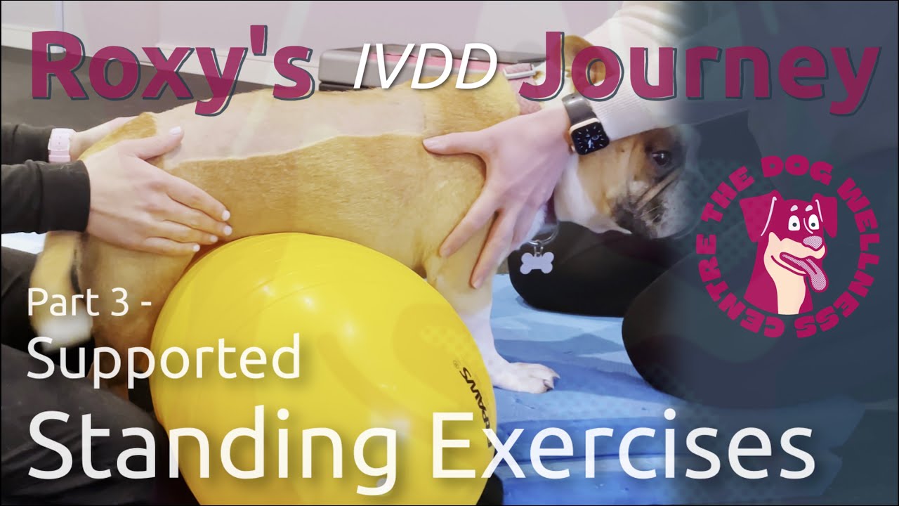 Roxy's IVDD Journey: Part 3 - Supported Standing Exercises - YouTube
