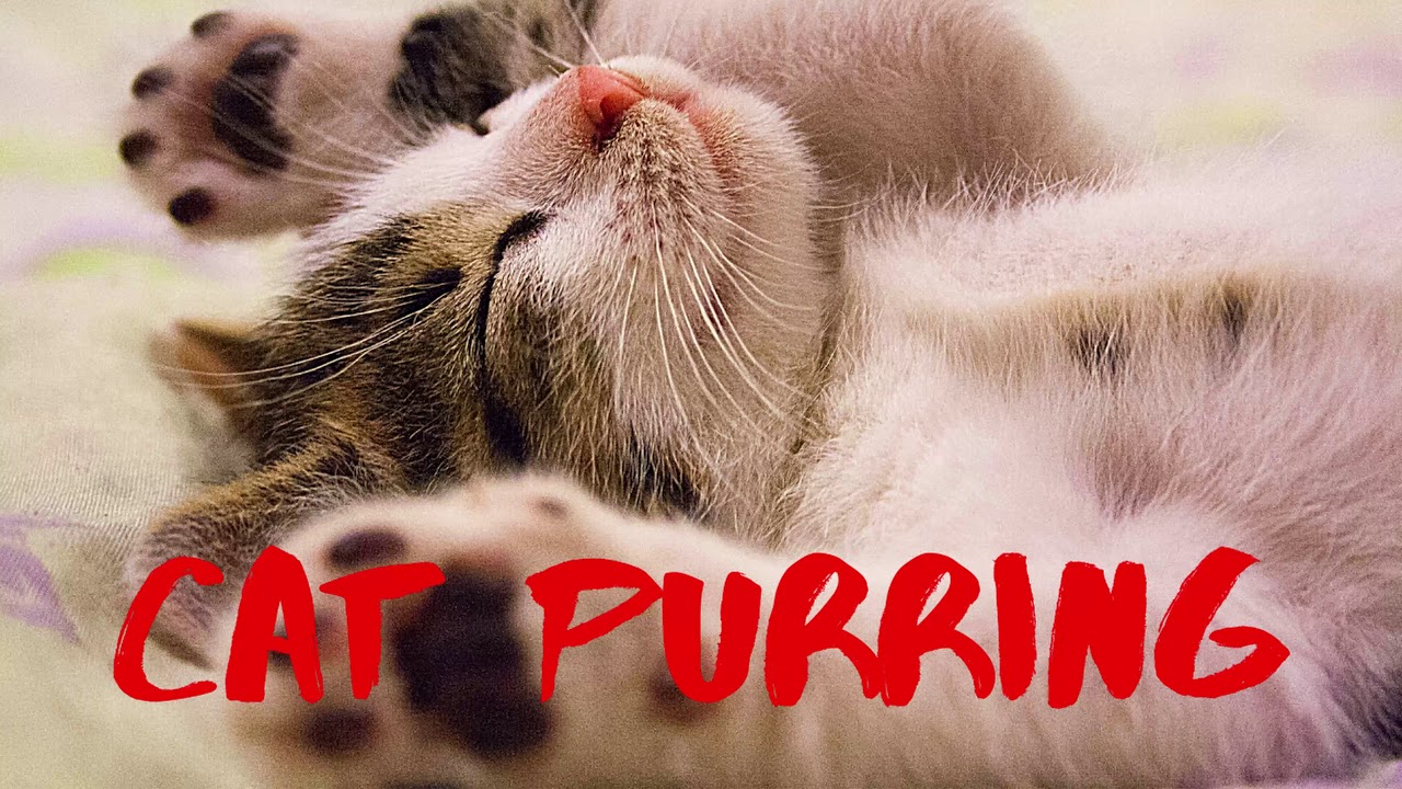 Cute Relaxing Cat Videos I Cats Purring Loudly and Happy Cat Sounds ...