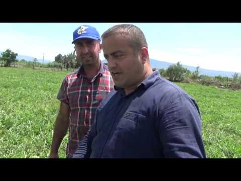 Sultanhisar - Tüccarın Beğendiği Aradığı Karpuz Nasıl Yetiştirilir - Karpuz Tarımı