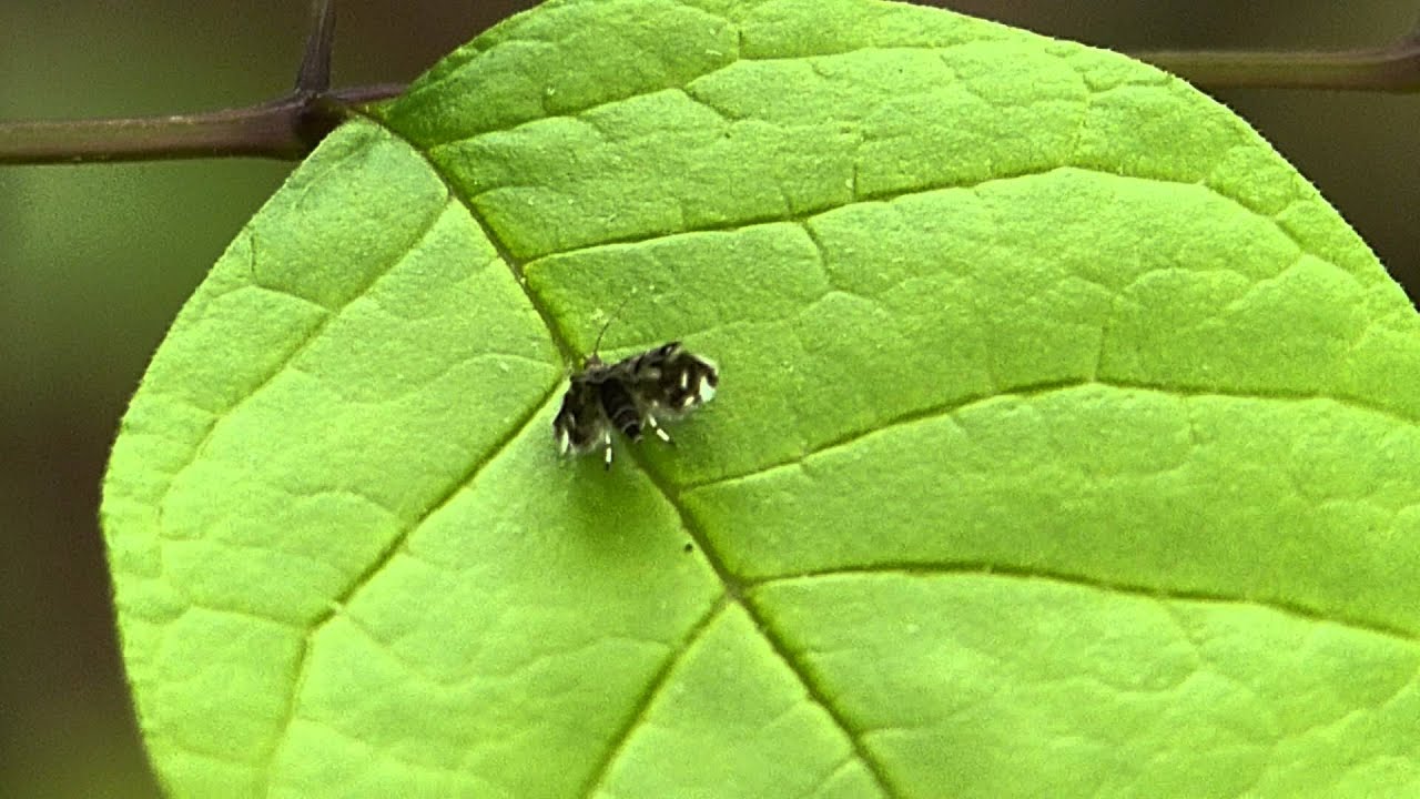 Moth mimicking a jumping spider - YouTube