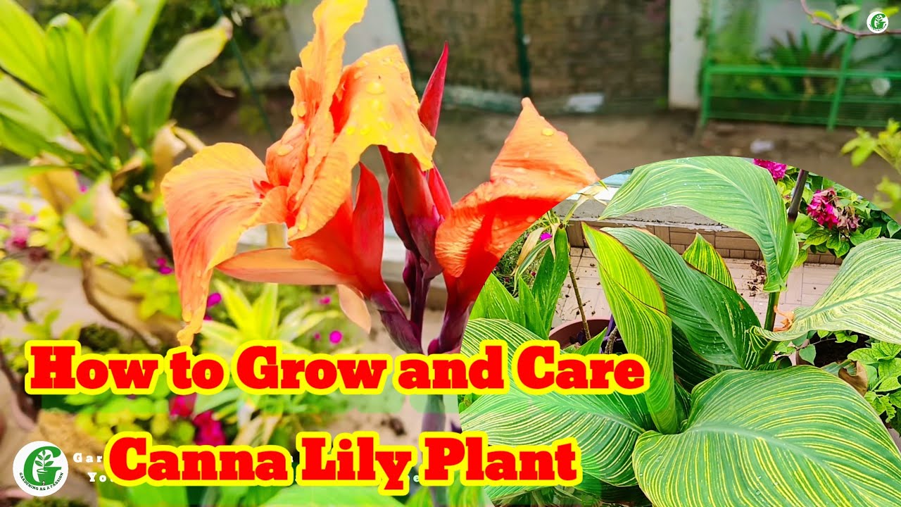 How to Grow and Care Canna Lily Plant | Canna Lily || Gardening As A ...