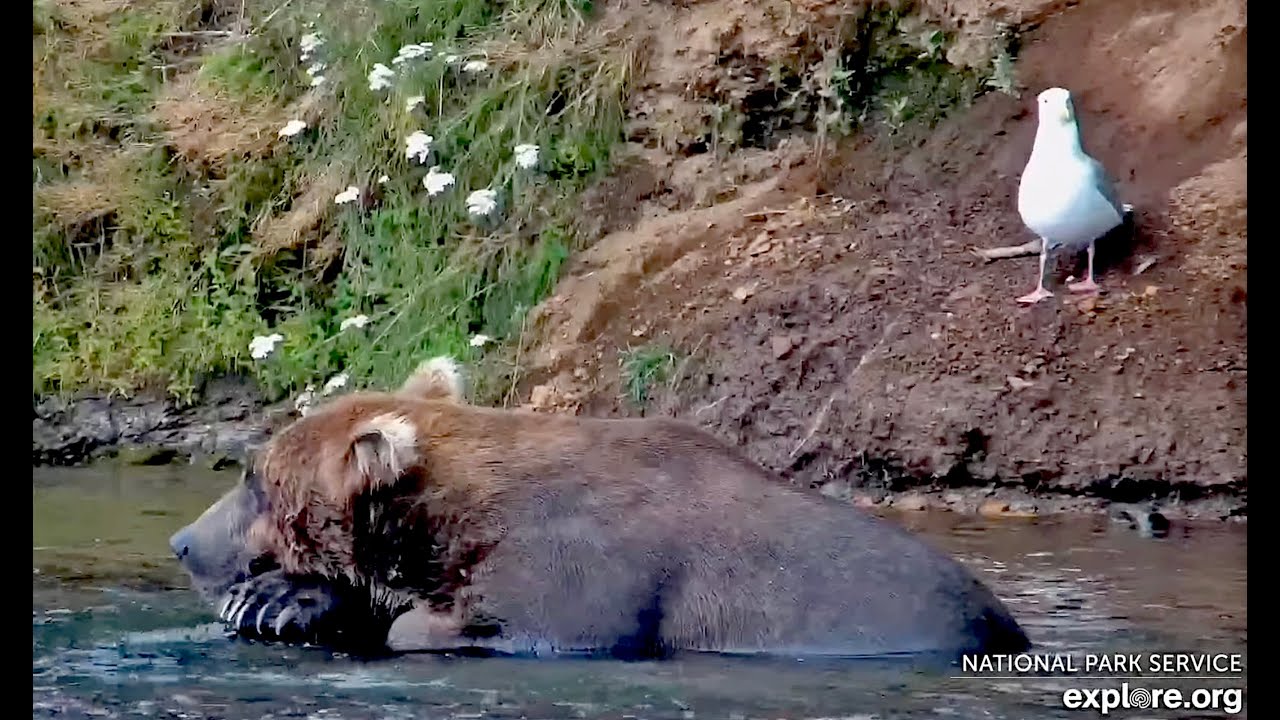 31 Jul 2025: 164 Bucky nap before hill climb (explore.org) - YouTube