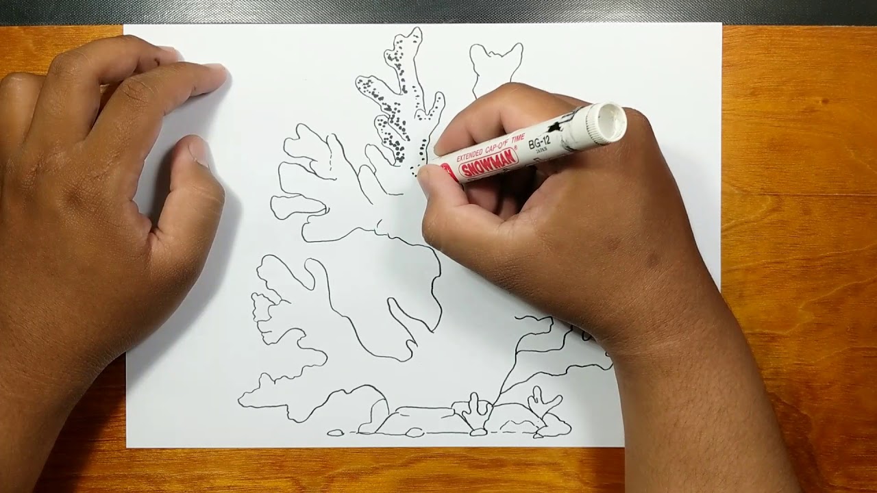 Drawing realistic CORAL - YouTube