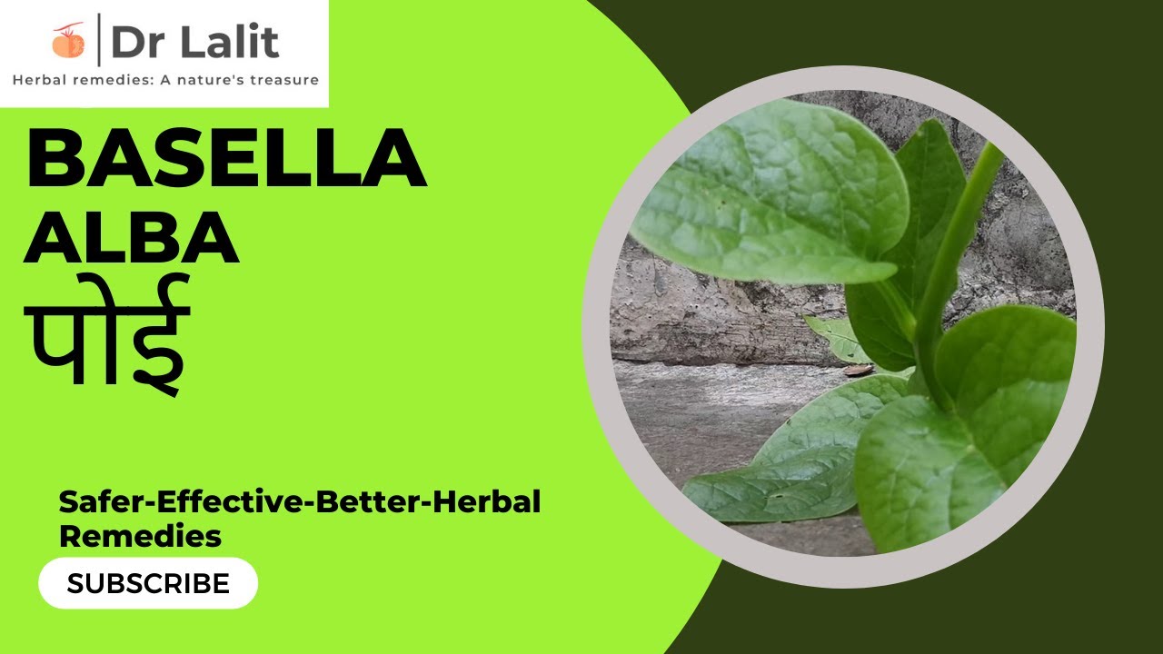 पोई II Basella_alba II Basellaceae, Nutrition, Vitamins, Laxative ...