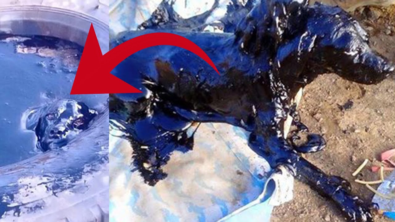 Helpless Dog Drowning In A Tar Pit Rescued Just In Time - YouTube