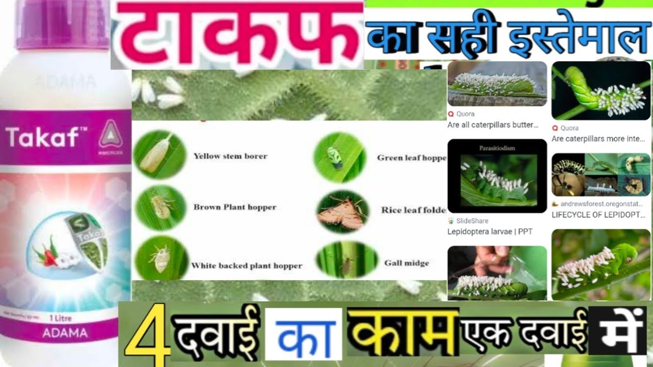 Adama Takaf insecticide| - YouTube