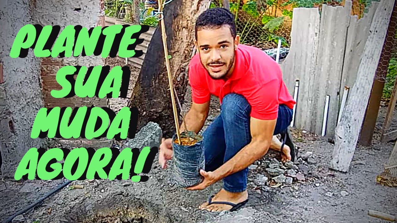 COMO PLANTAR UMA MUDA EM CASA!! - YouTube