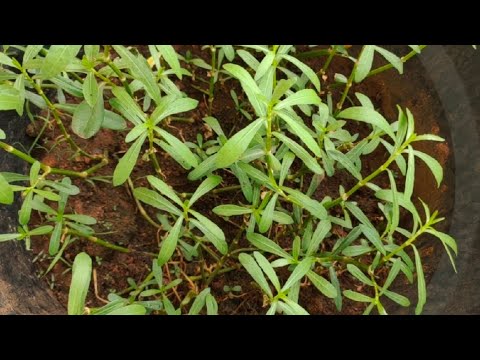 HOW TO GROW PONNAGANTI KURA FROM STEMS - YouTube